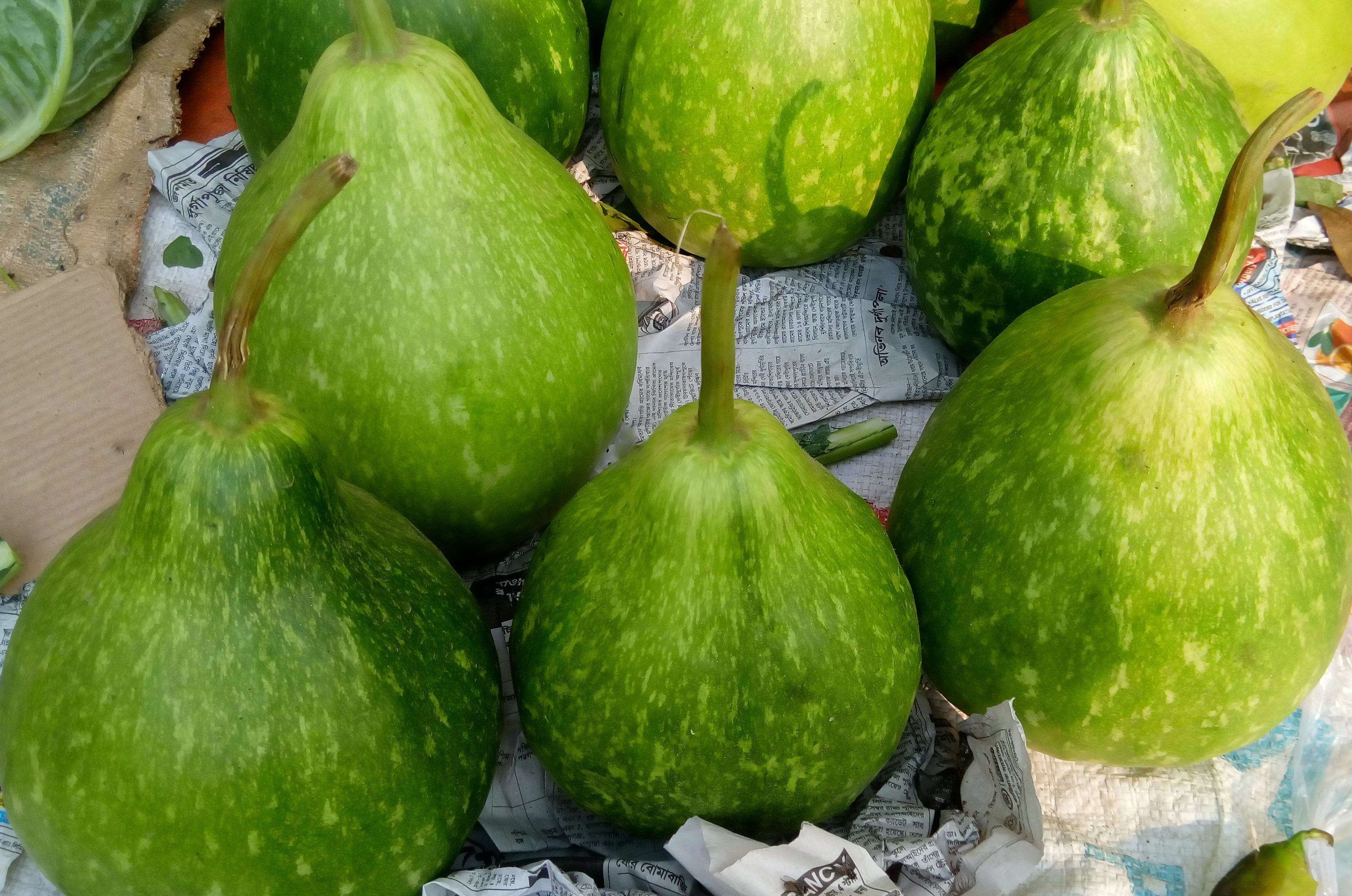 Bottle Gourd
