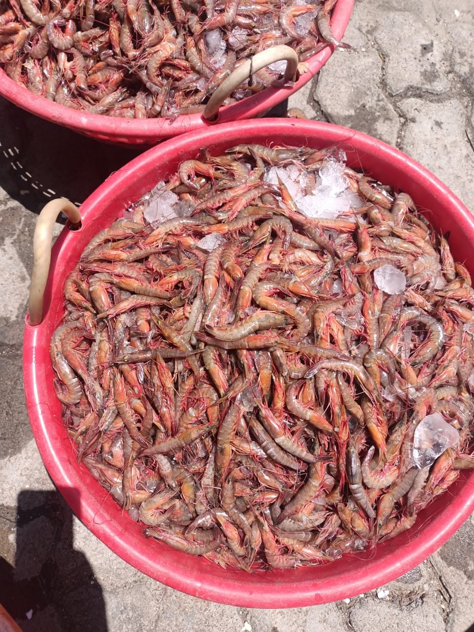 PUD KARIKADI SHRIMPS/PRAWNS -K V Marine Exports, Chennai