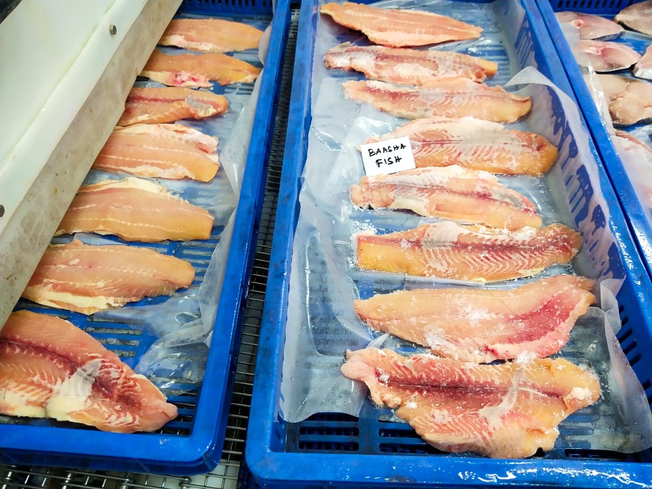 BASA FISH FILLET -K V Marine Exports, Chennai