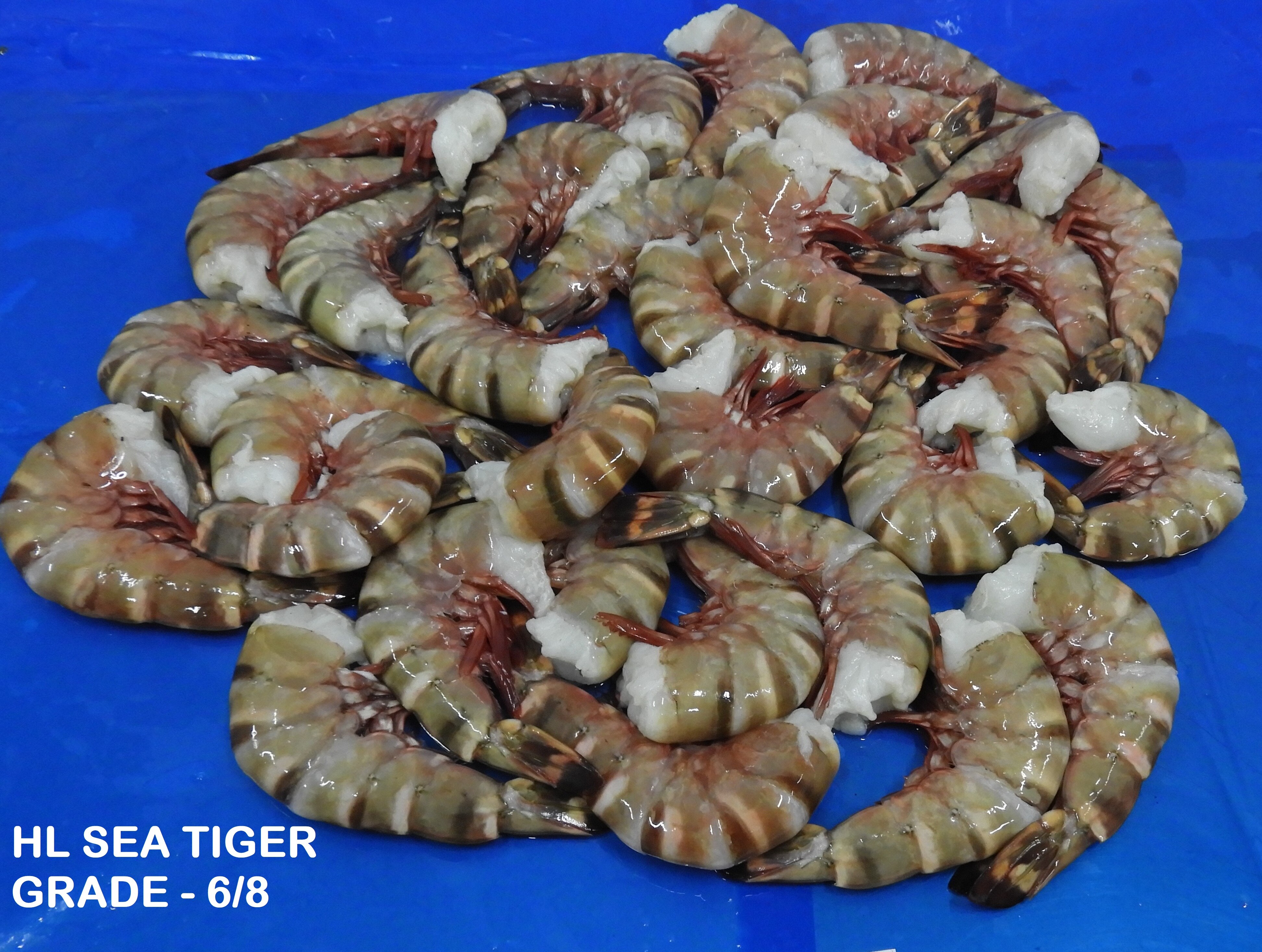 HEADLESS SEA TIGER SHRIMPS & PRAWNS (BLOCK) -K V Marine Exports, Chennai