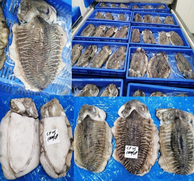 CUTTLEFISH WHOLE (IQF) -K V Marine Exports, Chennai