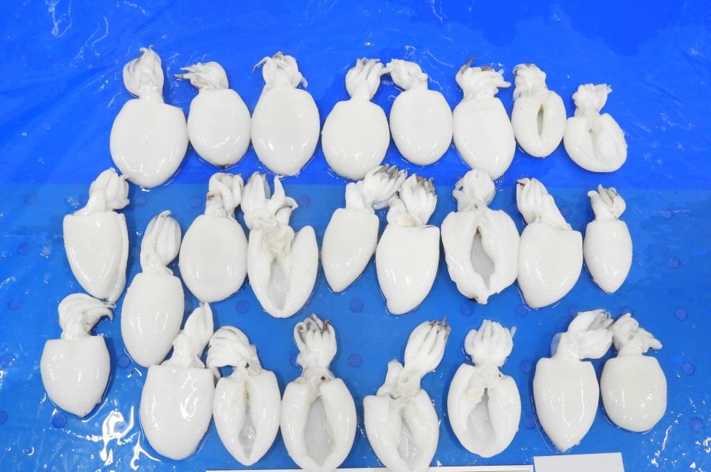 BABY CUTTLEFISH (IQF) in CUTTLEFISH by KVM, | K V Marine Exports in Chennai