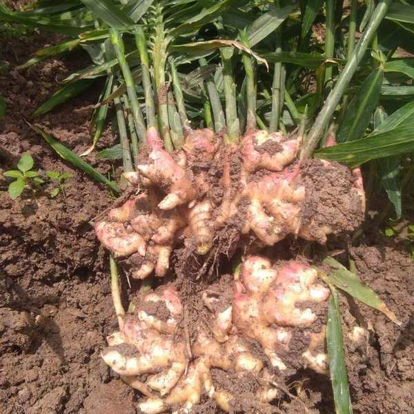 KOHINOOR GINGER TRADERS in HASSAN, India