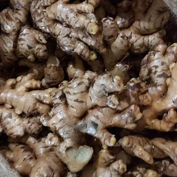 KOHINOOR GINGER TRADERS in HASSAN, India