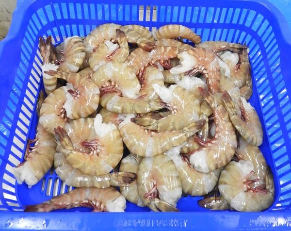 CUTTLEFISH TENTACLES - BLOCK FROZEN -K V Marine Exports, Chennai