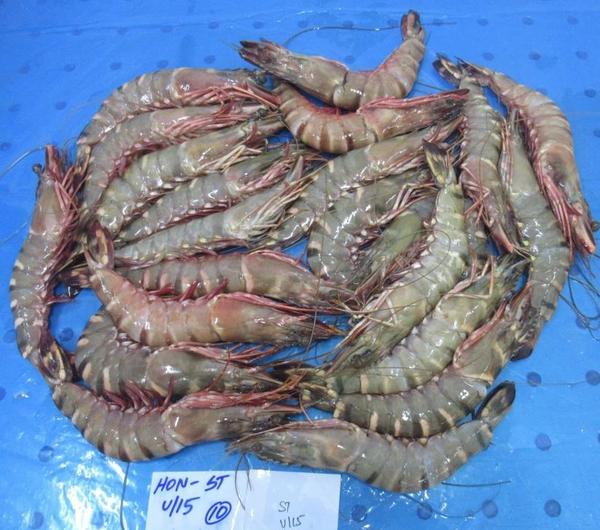 HEAD ON WHITE SHRIMPS/PRAWNS - 10/20 GRADE -K V Marine Exports, Chennai