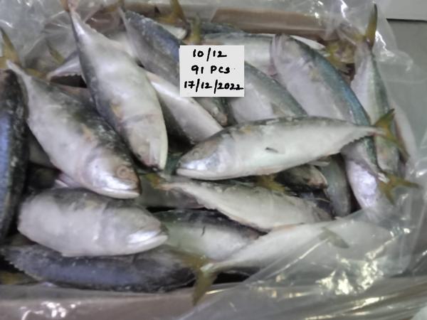 Cuttlefish whole cleaned -K V Marine Exports, Chennai