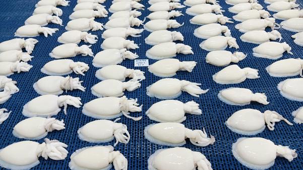 Products | K V Marine Exports, India