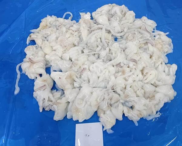 CUTTLEFISH WHOLE CLEANED BLOCK FROZEN -K V Marine Exports, Chennai